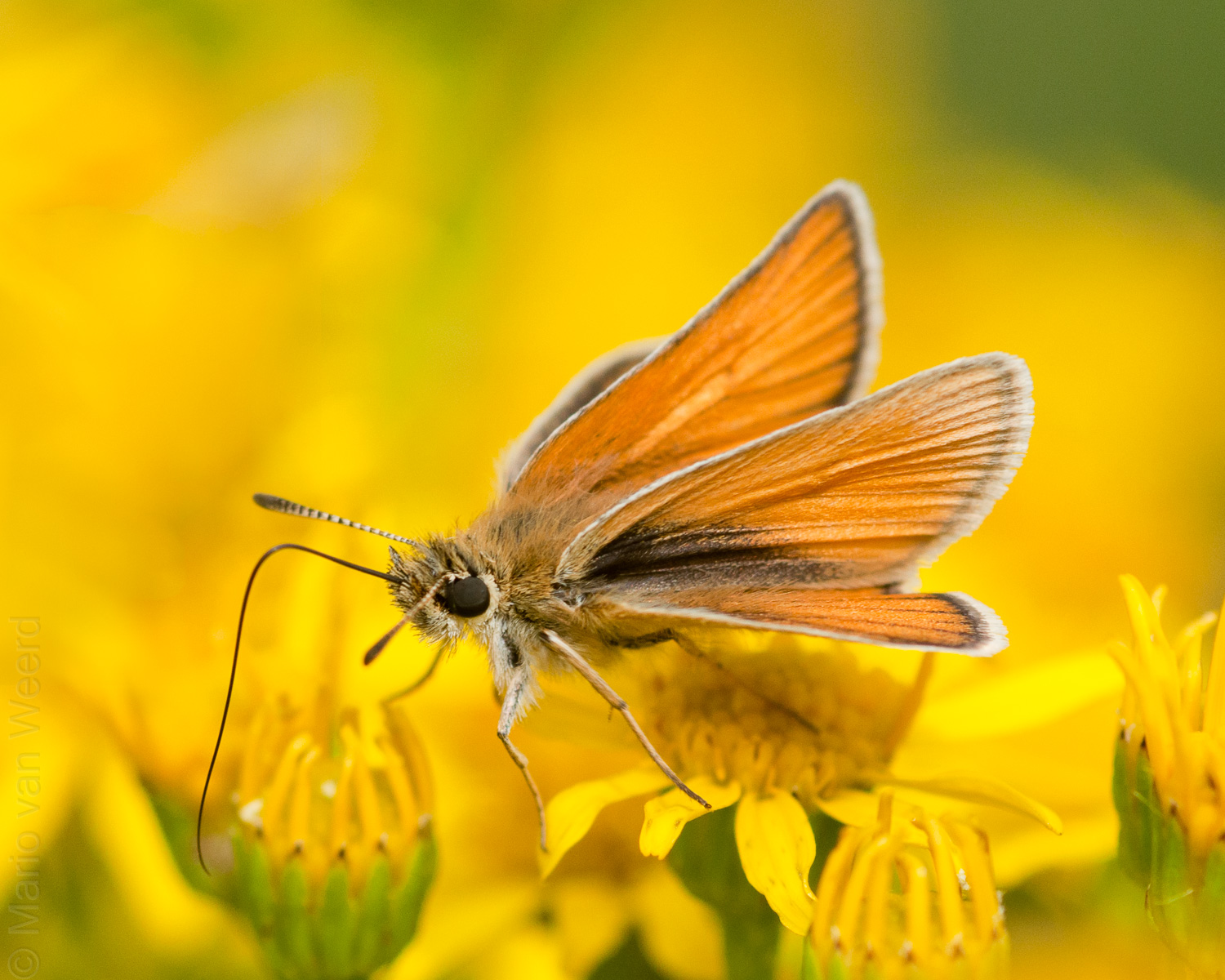 Geelsprietdikkopje (Thymelicus sylvestris)